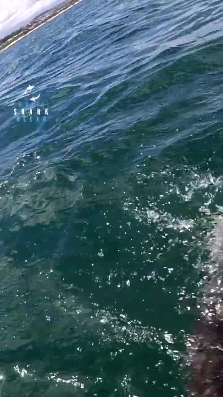 Great white shark wants the GoPro #greatwhite