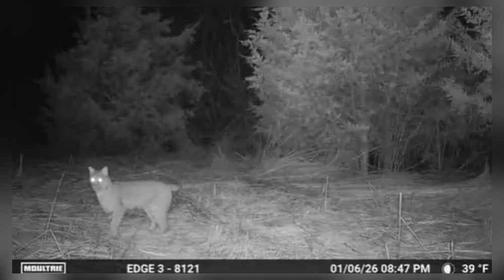 Bobcat spotted at MetroPark in Montgomery County