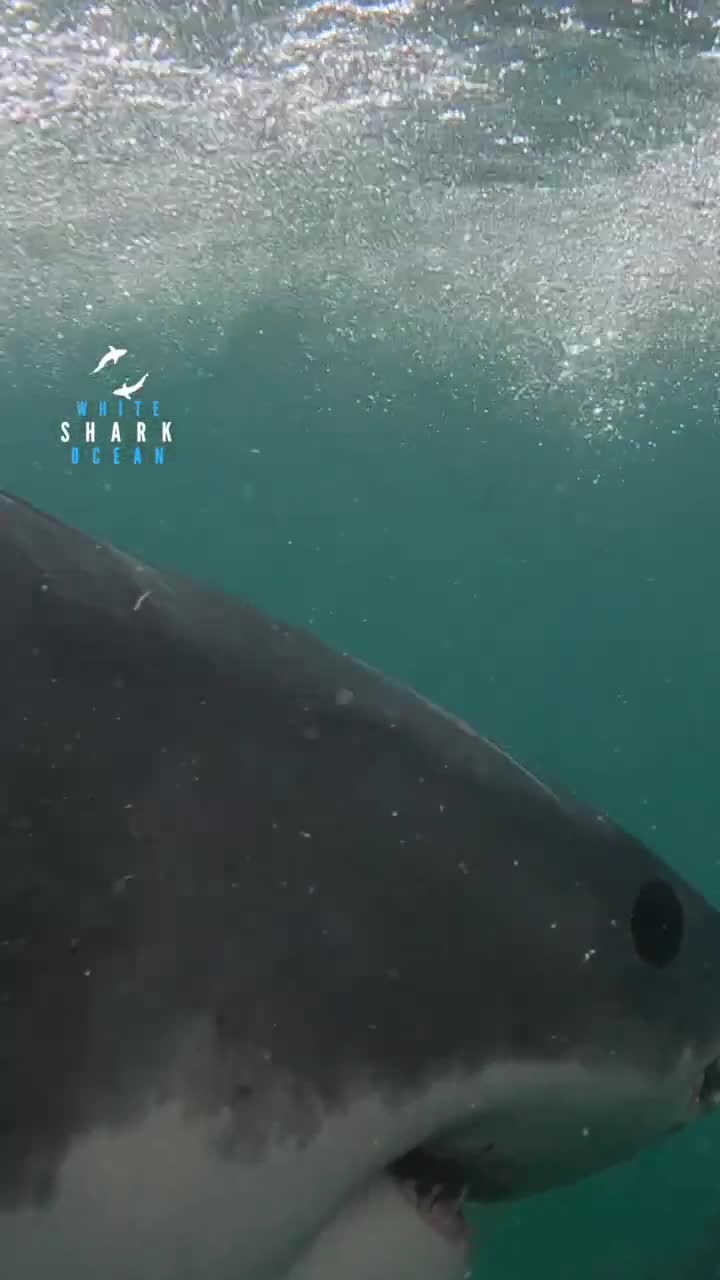 Great white investigating tuna head #GreatWhiteShark