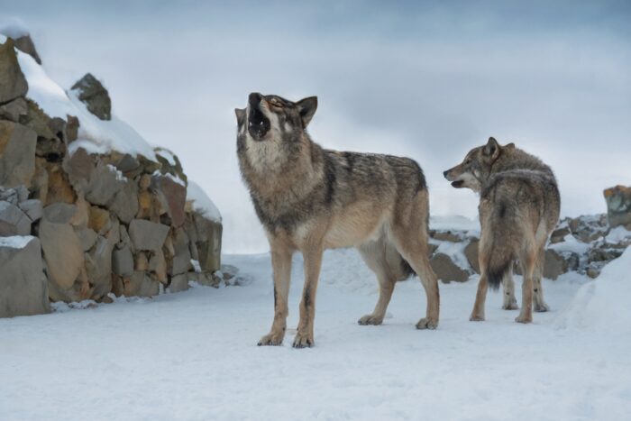 Wolves were our pets before dogs