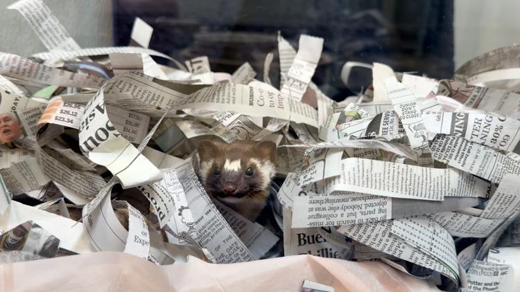 Weasel seriously injured by snap trap in Oceanside returns to wild ...