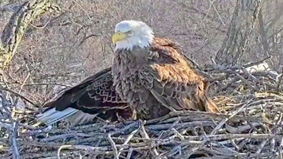 The heart of the story: Eagle eye view