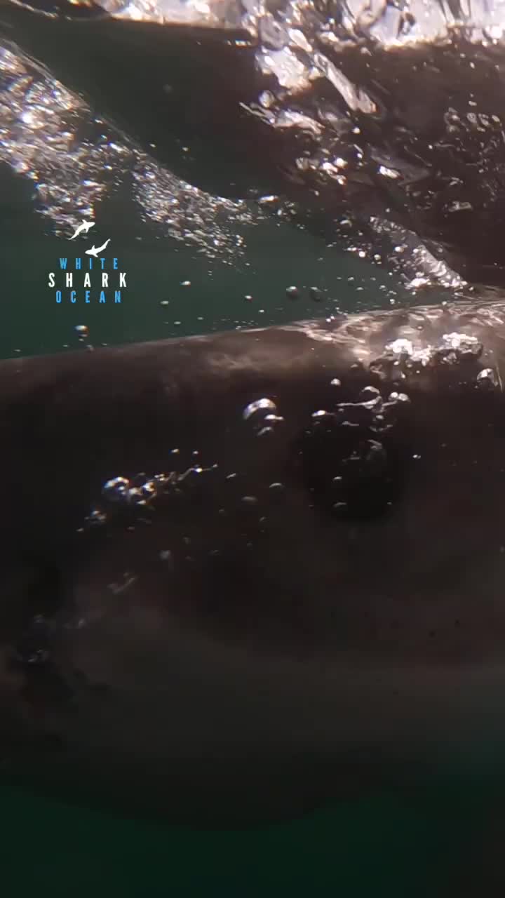 Great white quick lunge above the surface #shark