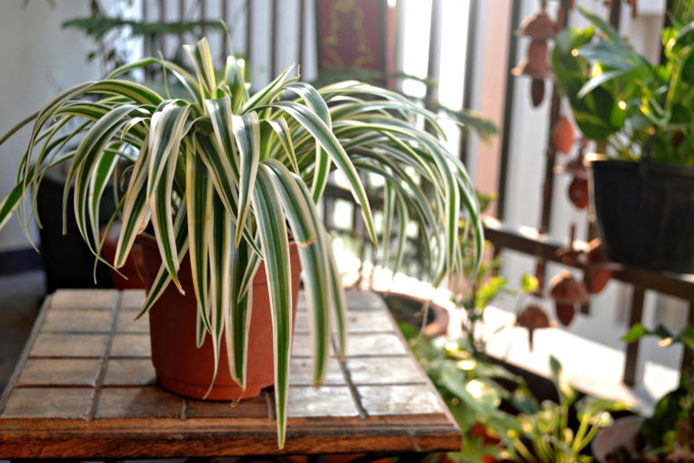 How often should you water your spider plant? 5 tips to get it right