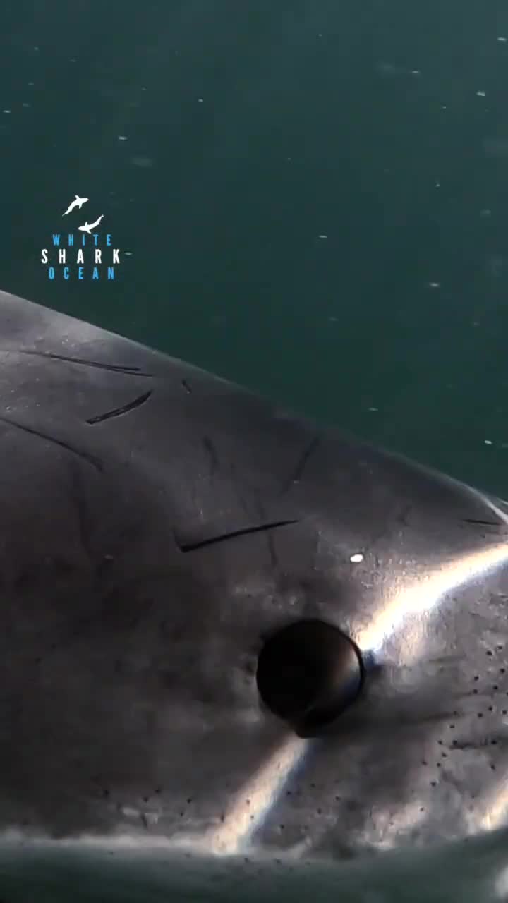 Silvery great white shark emerging #greatwhite