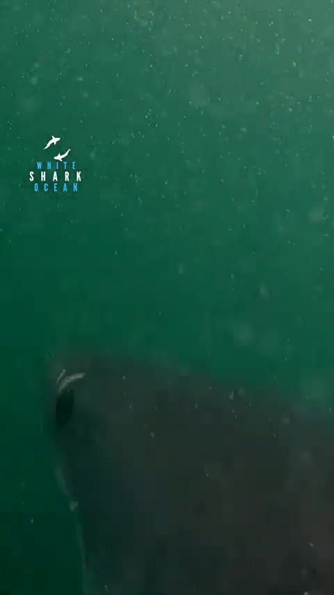 Great white shark disappears below the surface #greatwhiteshark