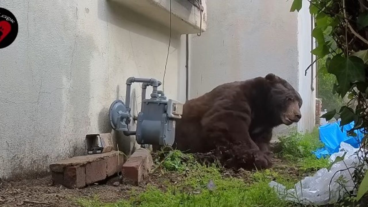 500-pound bear finally evicted from Altadena home after living in crawl ...