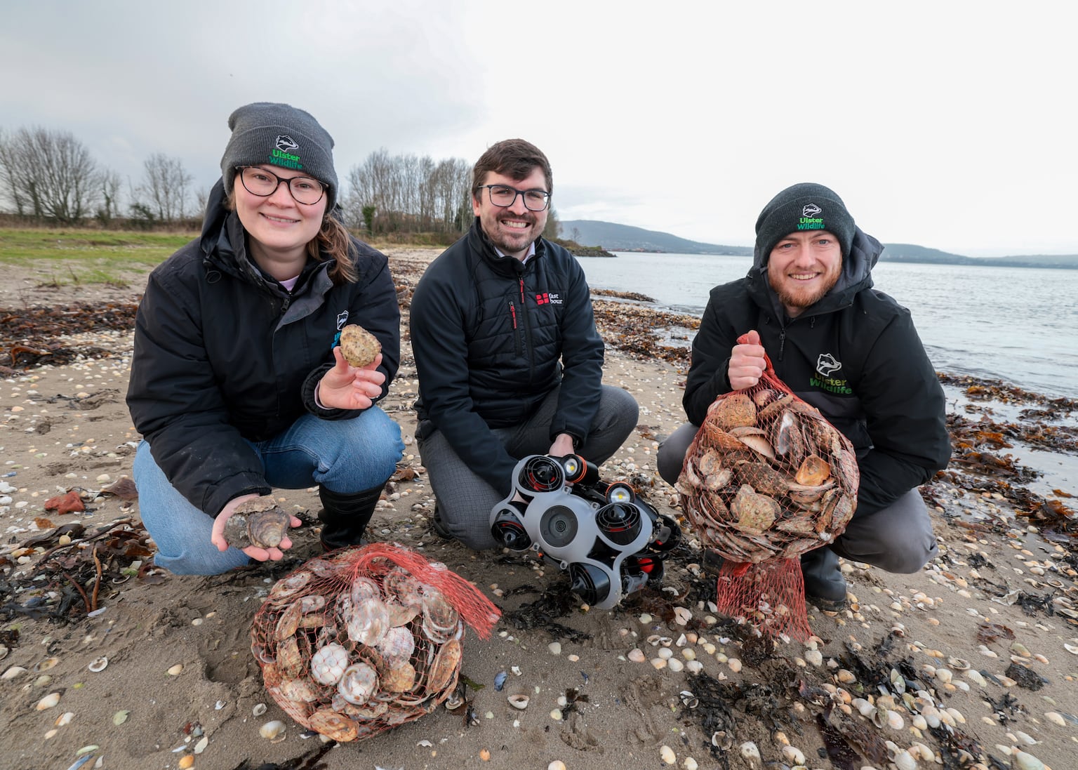 Belfast oysters’ revival plan sees thousands of the shellfish ‘deployed ...