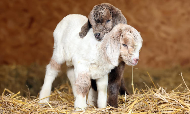 In the bleat midwinter: A pair of baby goats are rescued after being ...