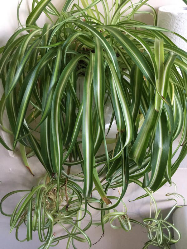 How often should you water your spider plant? 5 tips to get it right