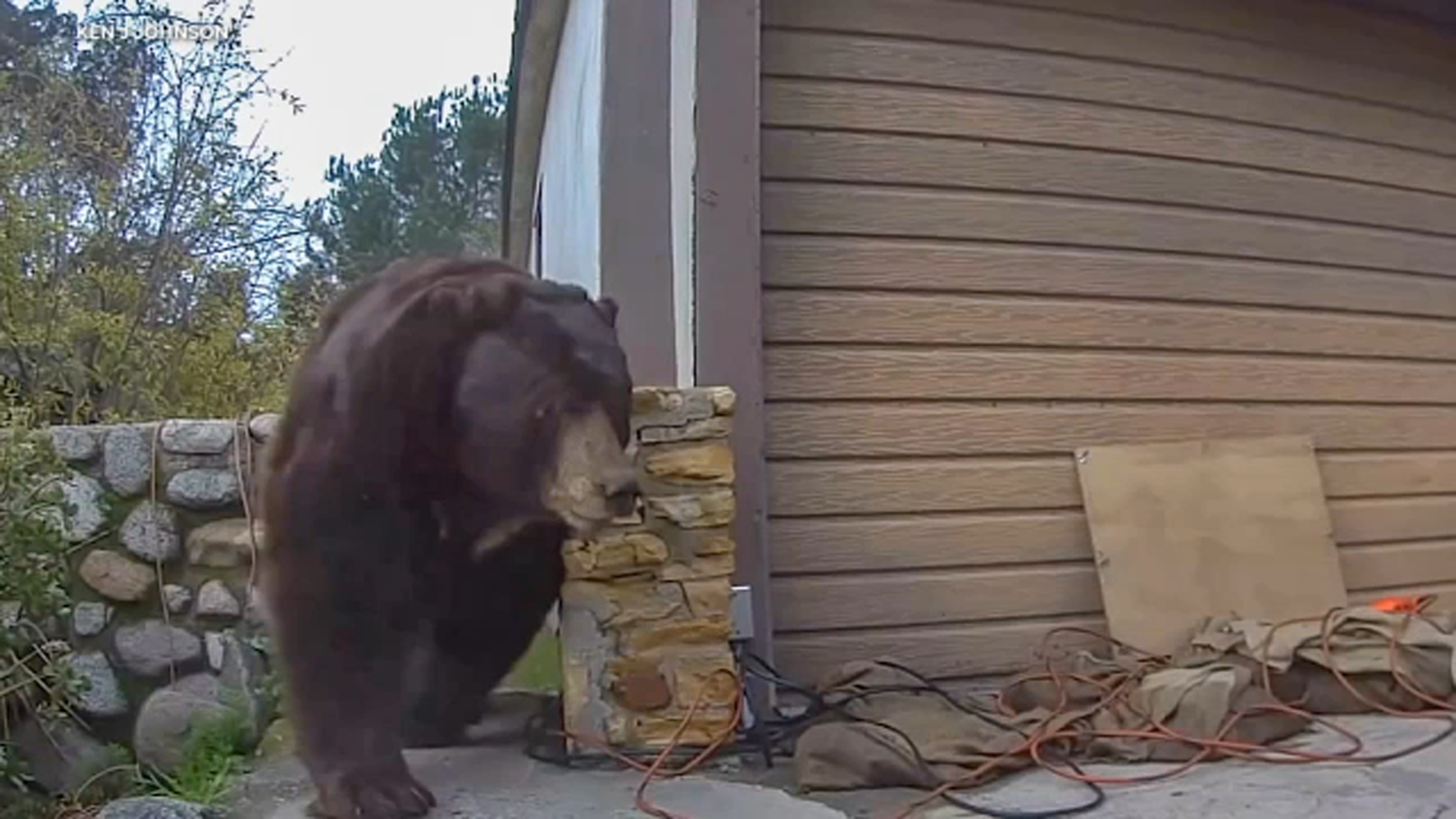 Bear removed after living underneath Altadena home for months