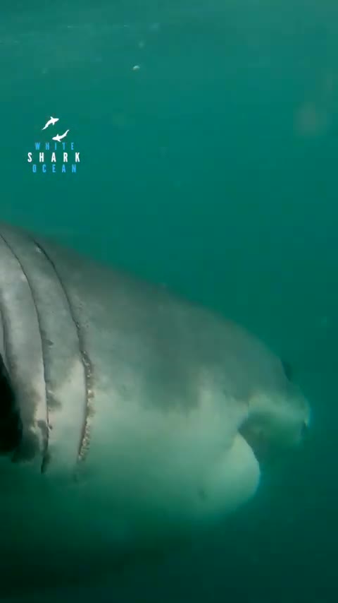 Great white turns, showing her white belly
