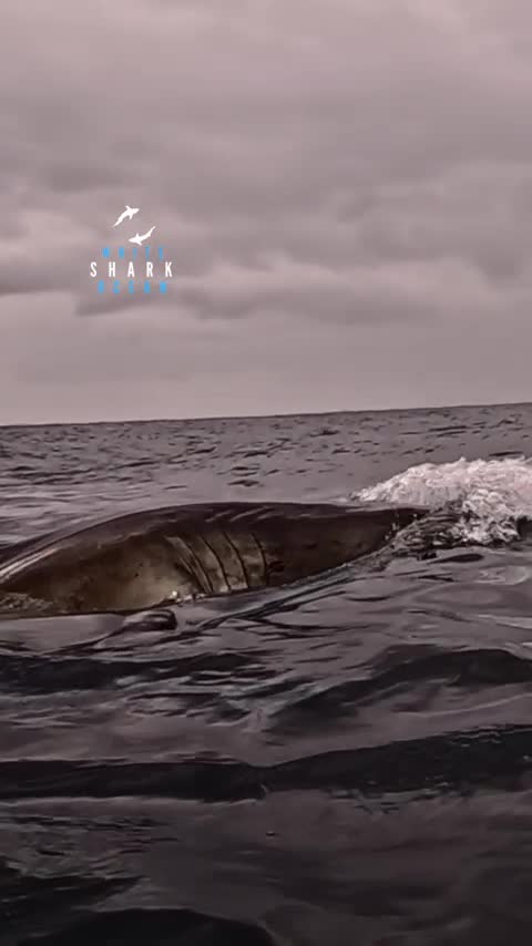Great white shark hunting birds from below