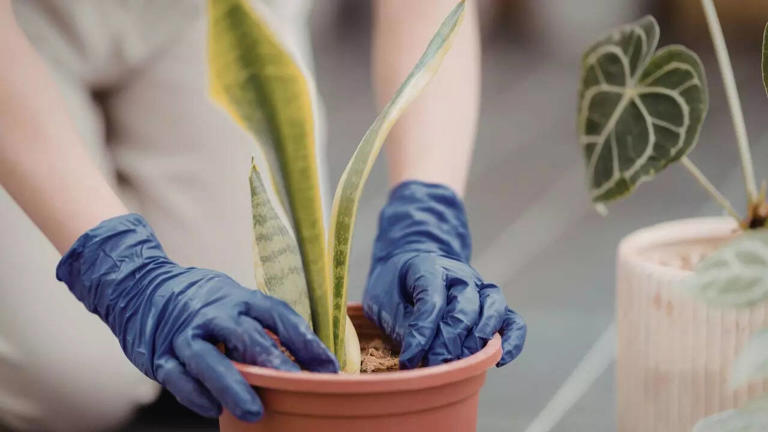 What is the best time to propagate snake plants from cutting?