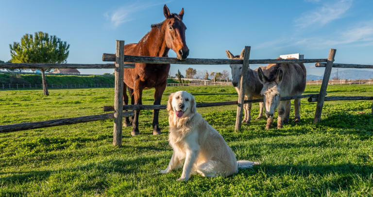 Hilarious pet camera footage shows dogs throwing a wild party