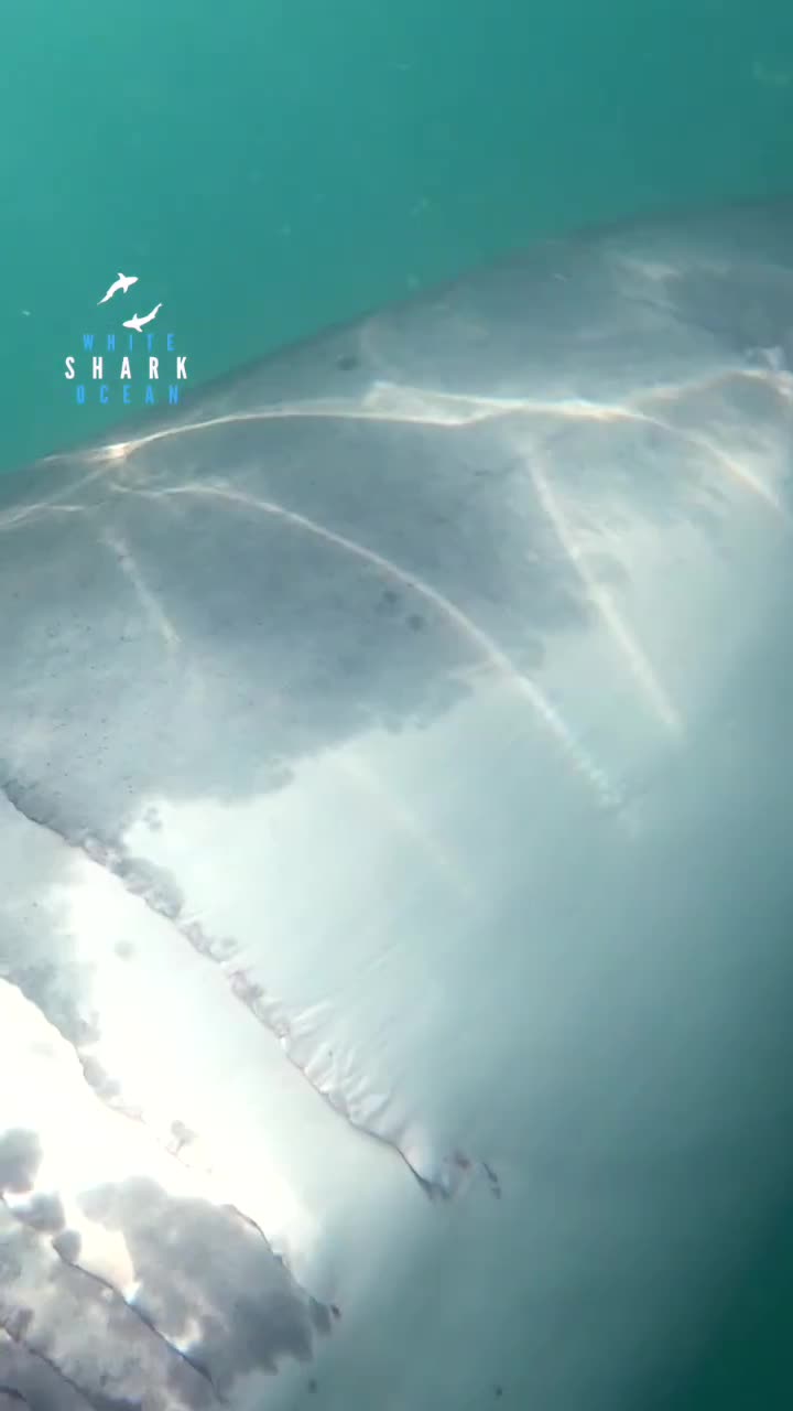 Joker smile great white shark