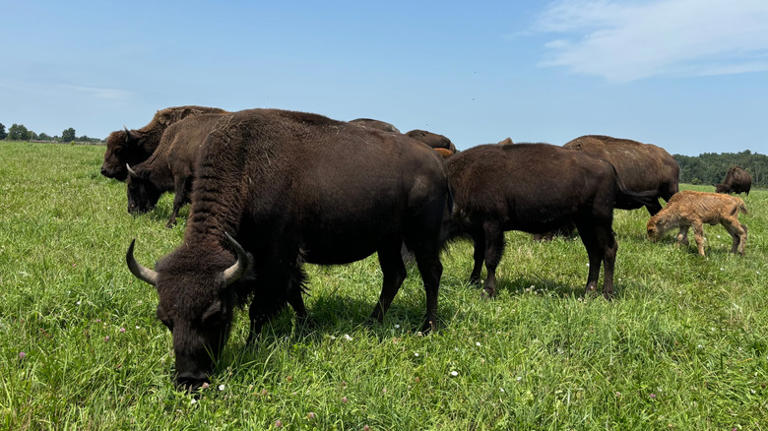 Nestled between Lansing and Fort Wayne is Indiana's friendly town with ...