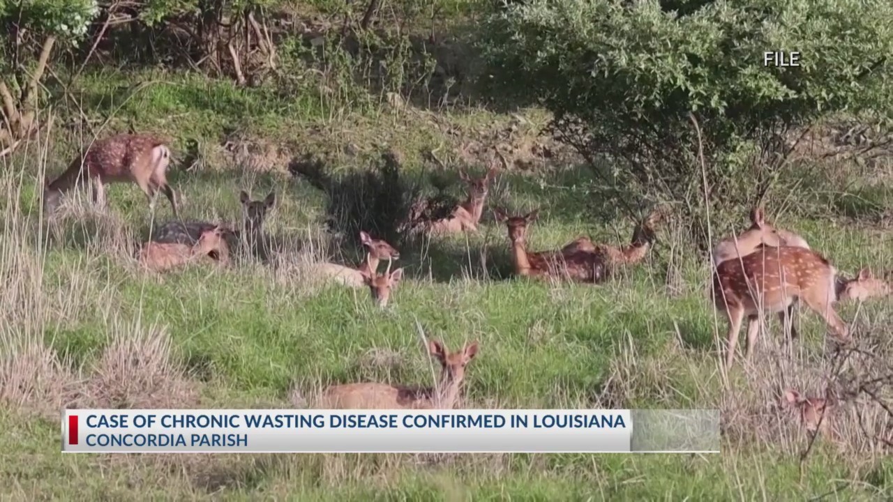CWD is confirmed in a Louisiana deer
