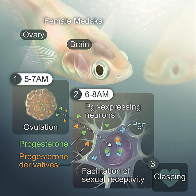 Neural progesterone receptors link ovulation and sexual receptivity in ...