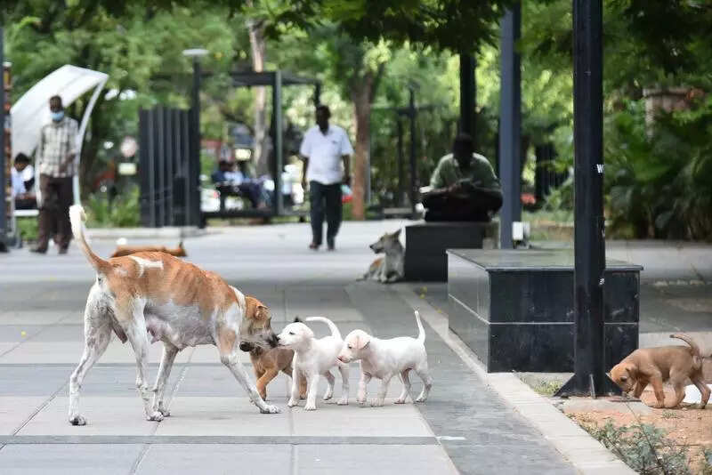 Teachers protest ‘insulting’ order to remove stray dogs