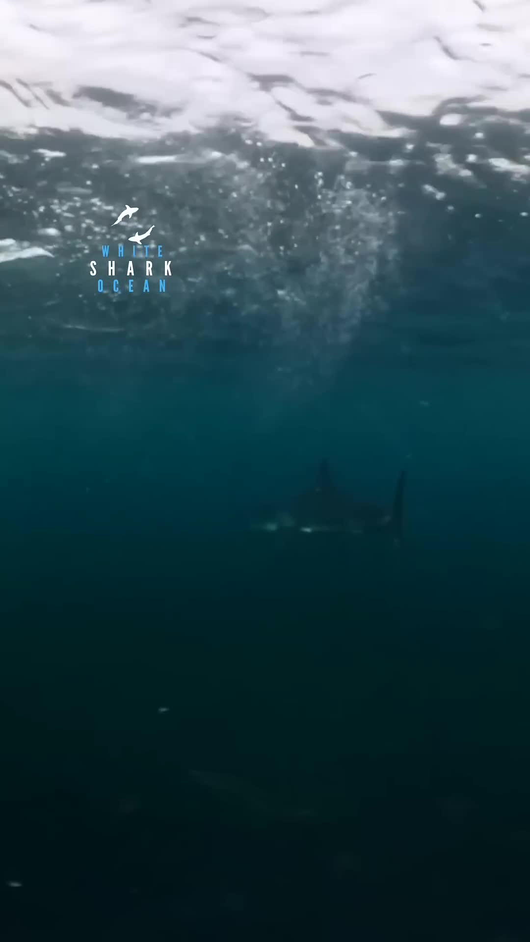 New Zealand great white sharks are super curious