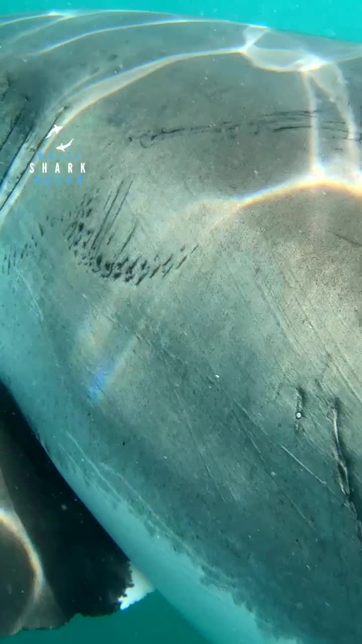 Great white shark with bite mark from another great white #greatwhite