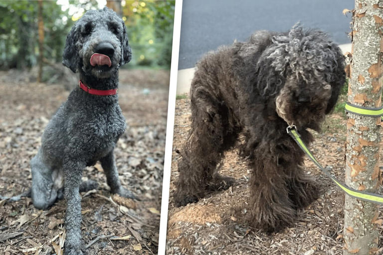 Neglected dog was tied to a tree a tree and lost a leg – today he is ...