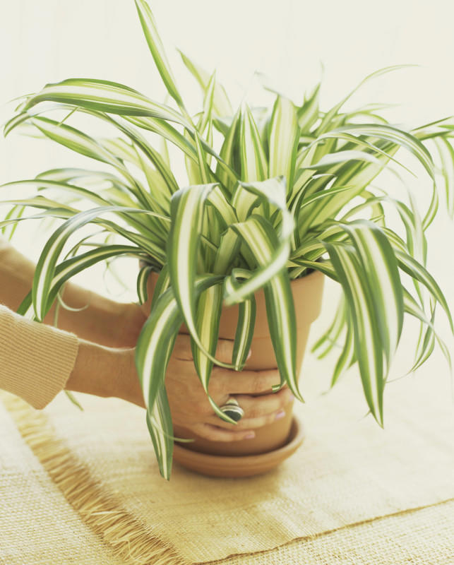 How often should you water your spider plant? 5 tips to get it right