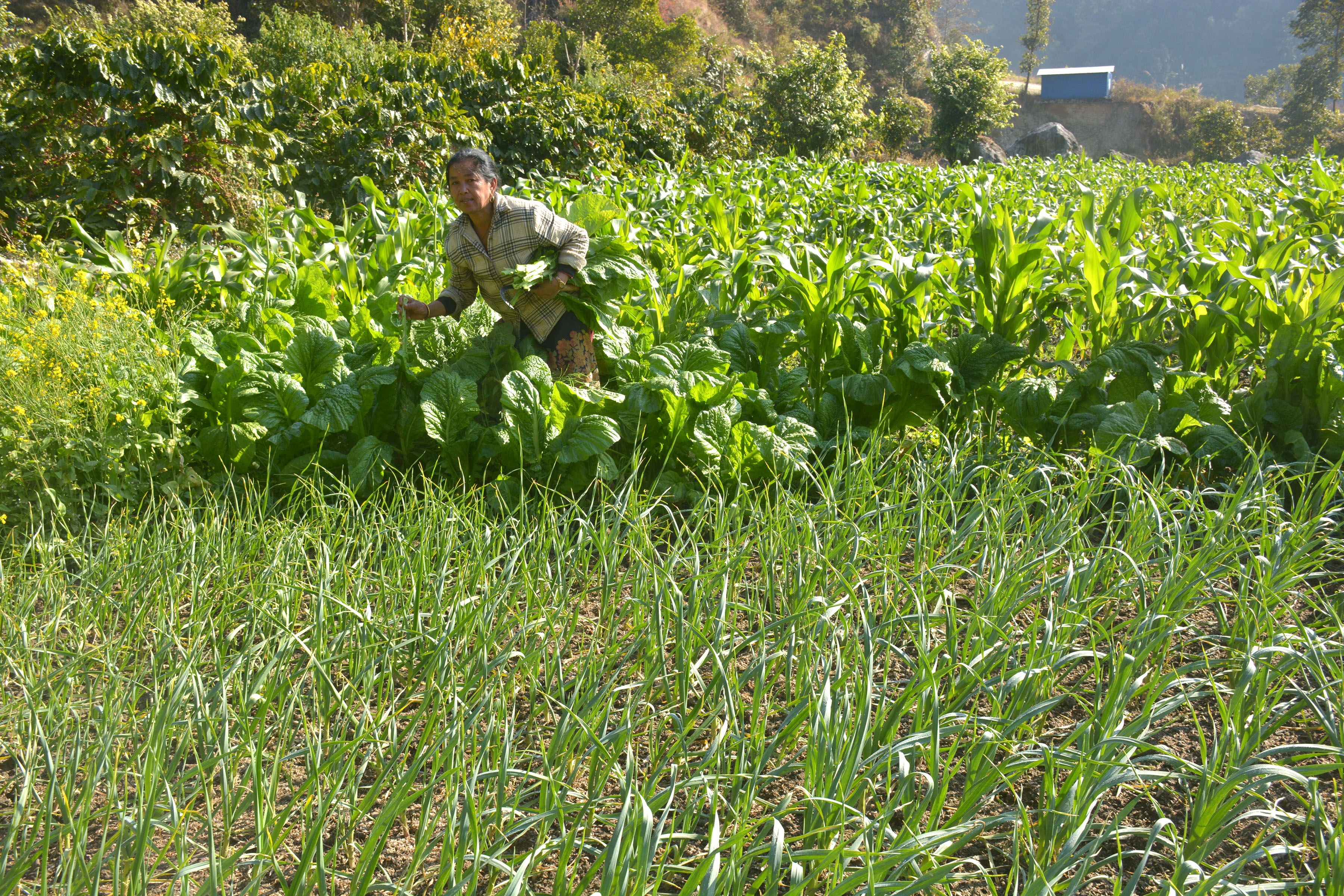 By 2050, Nepal must create 6.5m jobs to reap demographic dividend