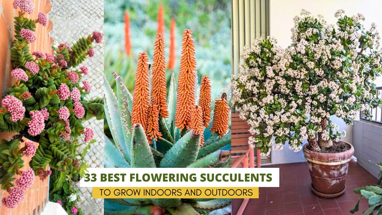 Flowering succulents that are easy to grow and maintain