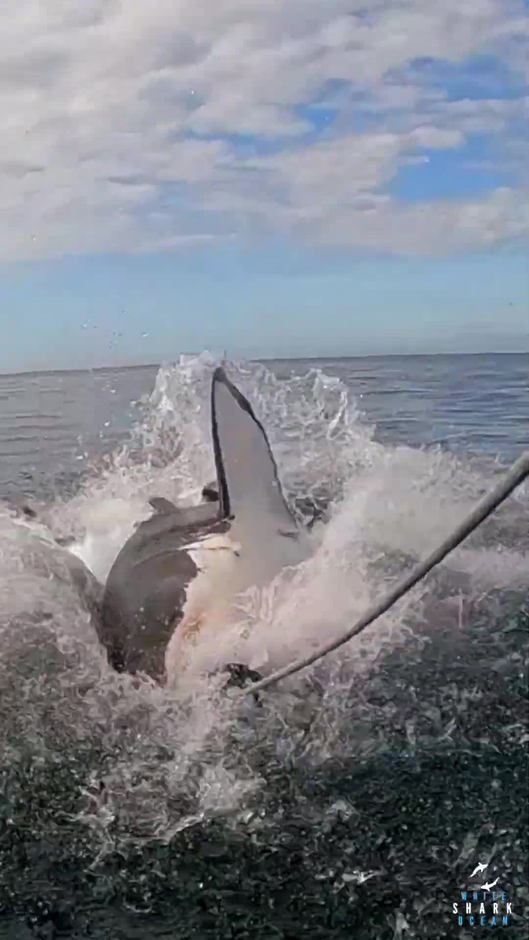Big breach by great white shark