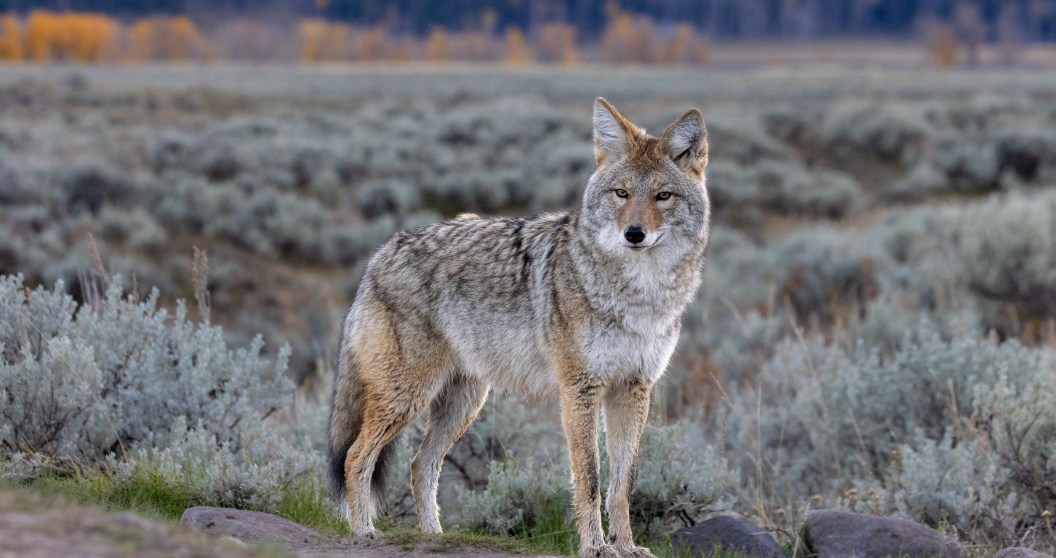 Colorado group is infuriated by relocation of prairie dogs, claim ...