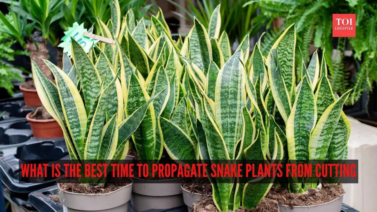 What is the best time to propagate snake plants from cutting?