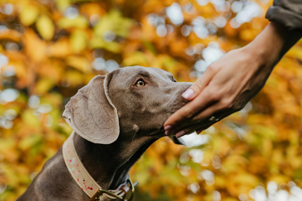 Why grieving a pet can be as hard as grieving a person