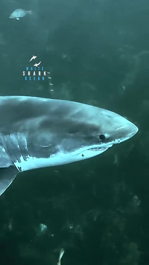 Great white shark coming up from the sea floor