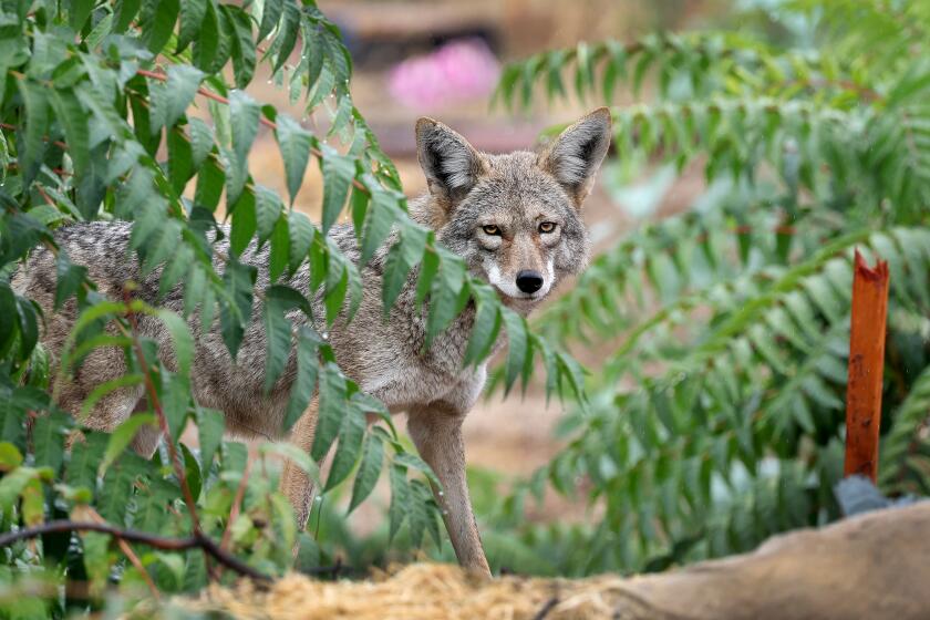 Letters to the editor: We need to remind coyotes that they should be ...
