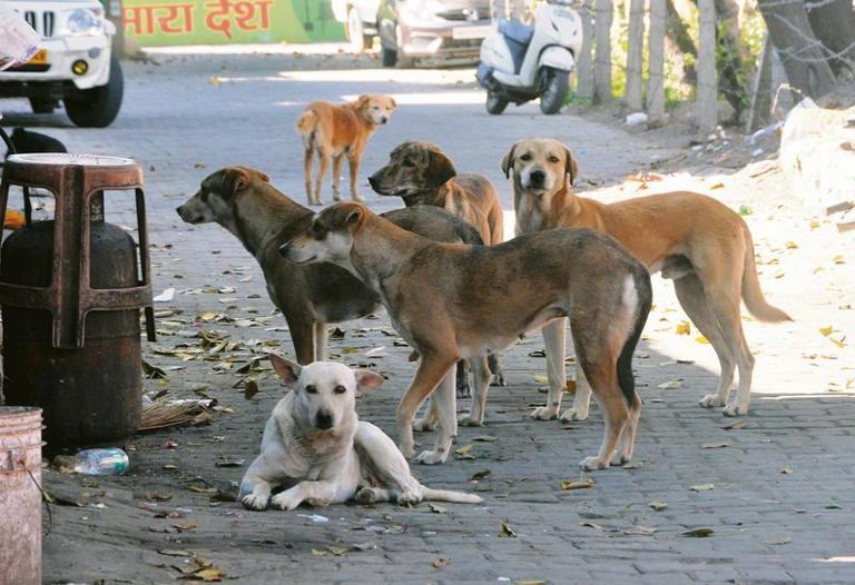 SC: Pet attack on neighbour, even inadvertent, an offence