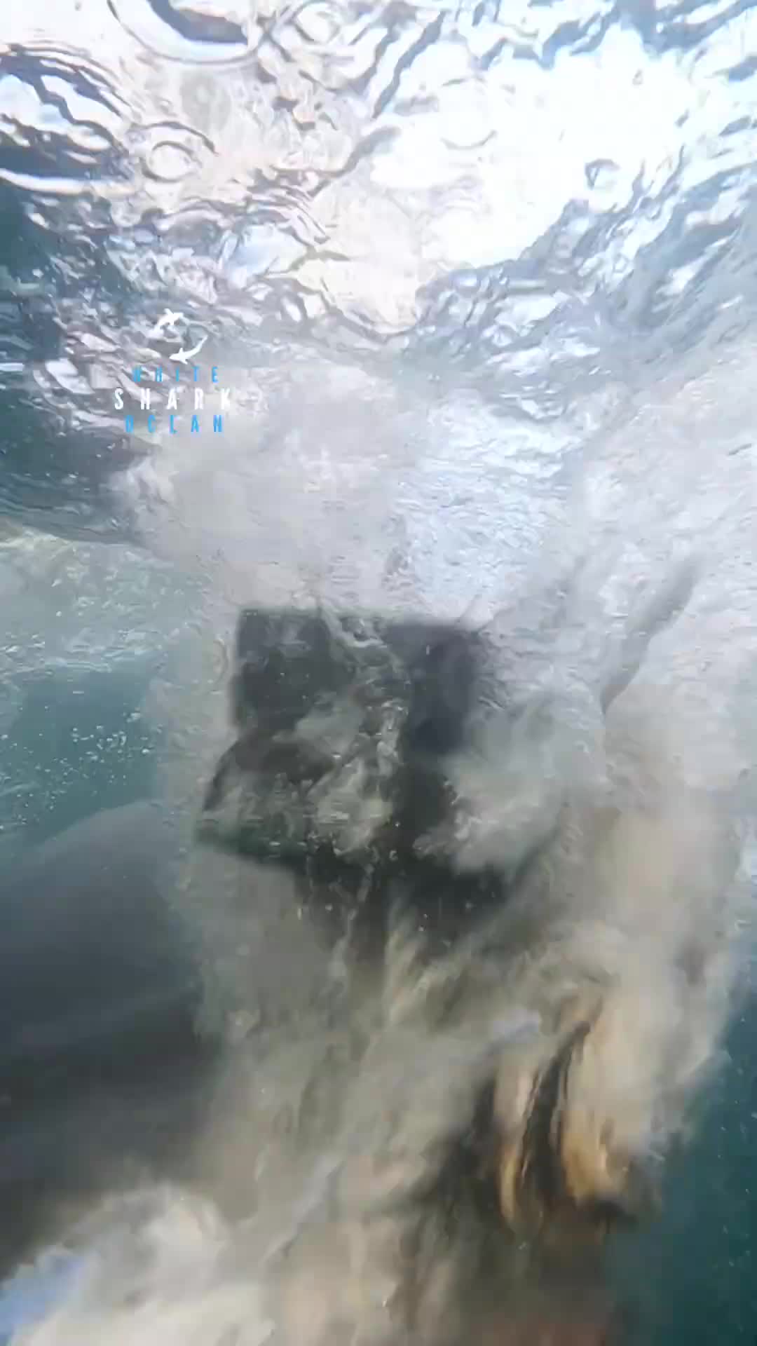 Great white demonstrates formidable teeth slicing action