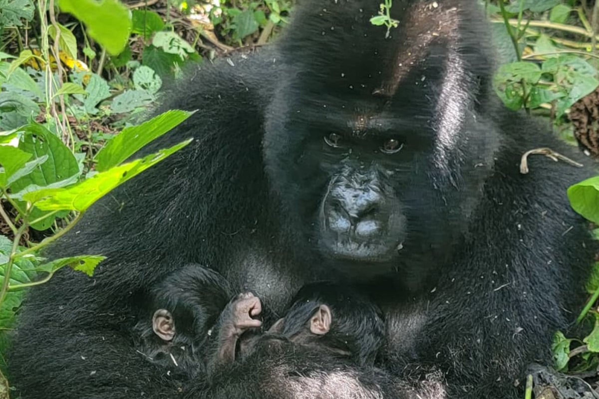 Rare endangered gorilla twins born in conflict-hit nature park: "Life ...