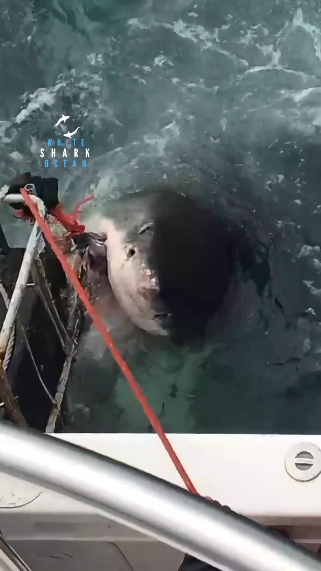 Great White Shark Powerful Jaws Latch On