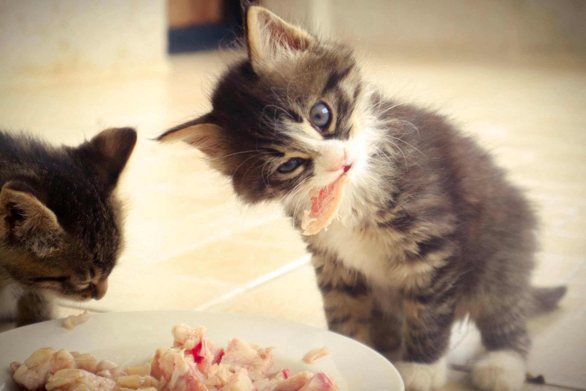 10 subtle signs your cat is actually sick