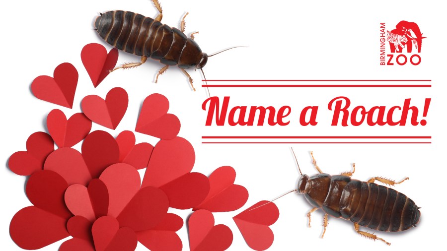 Name a cockroach after your ex this Valentine’s Day at the Birmingham Zoo