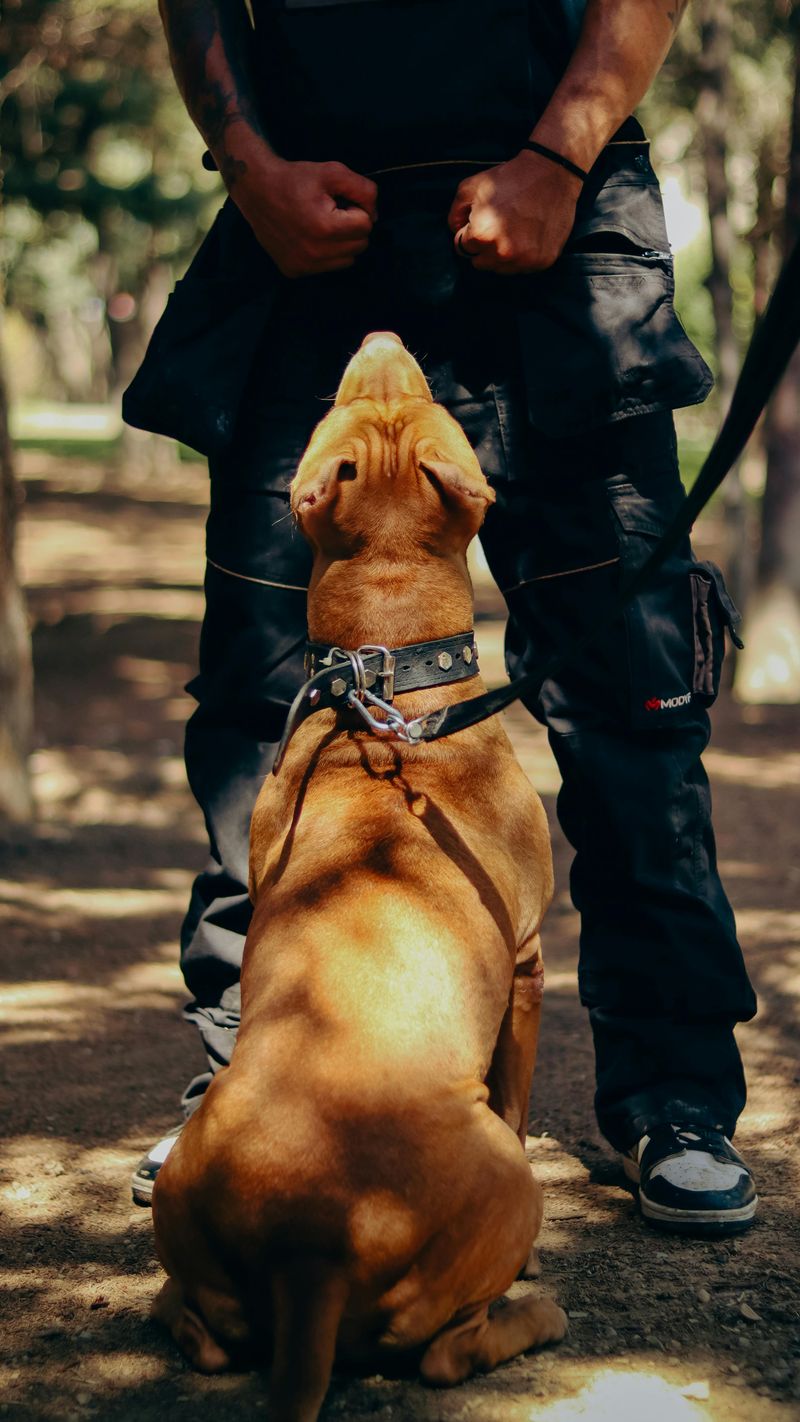 9 dog behaviours that mean they’re guarding more than space