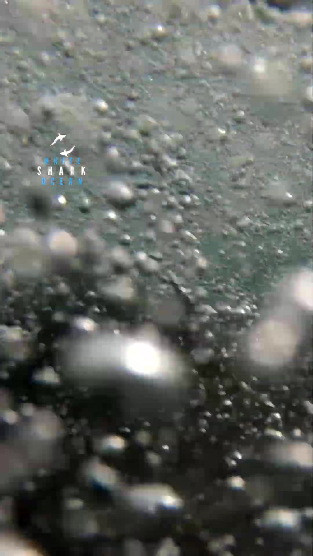 Big Great White Shark Launches Her Body Out Of The Water