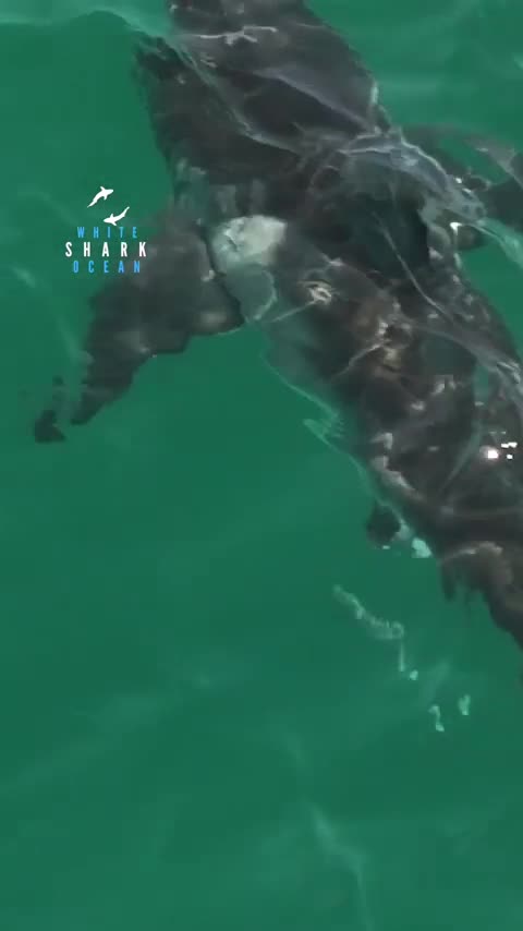 Birds eye view of a great white shark
