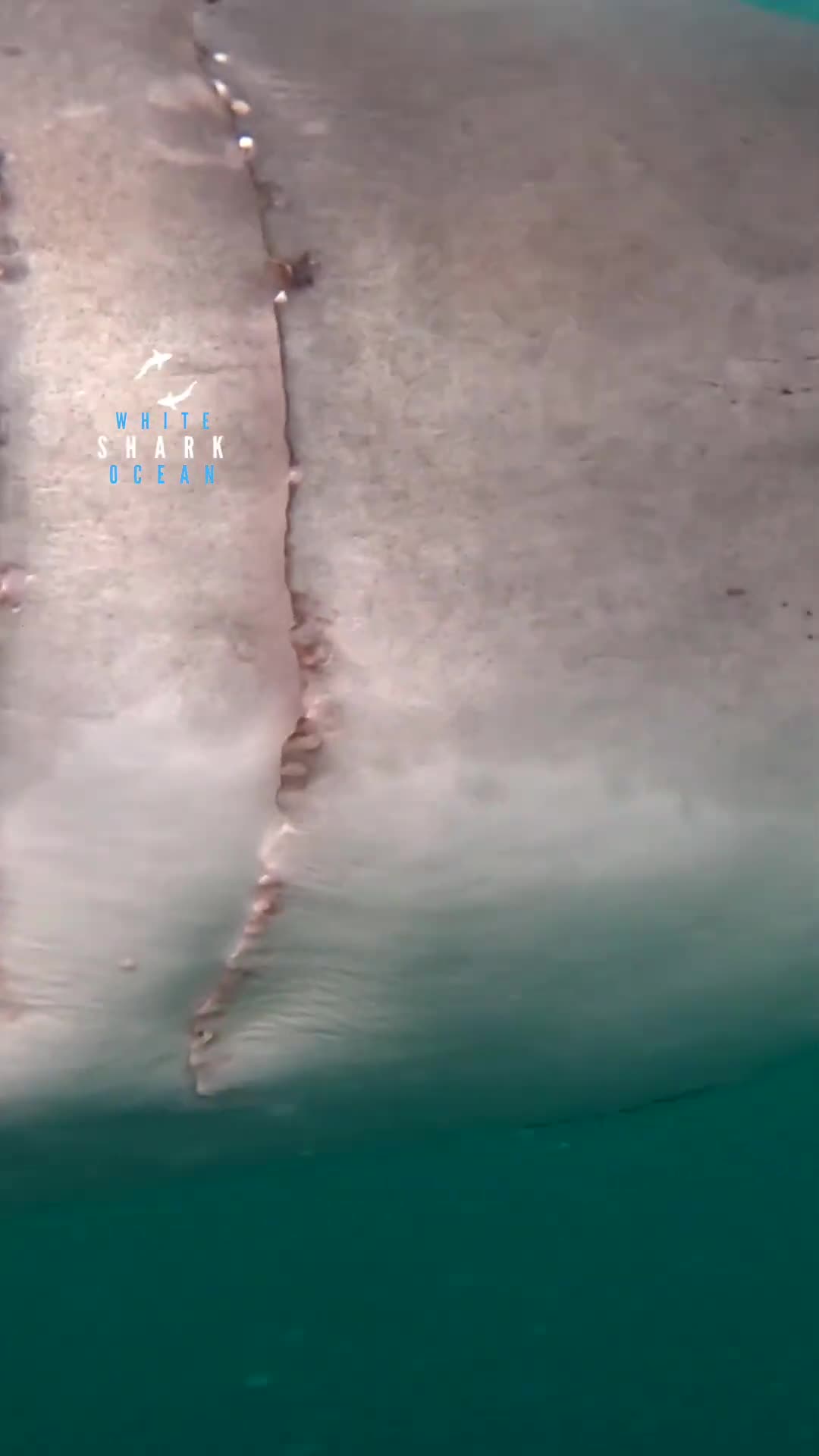 Great white shark peers into the camera
