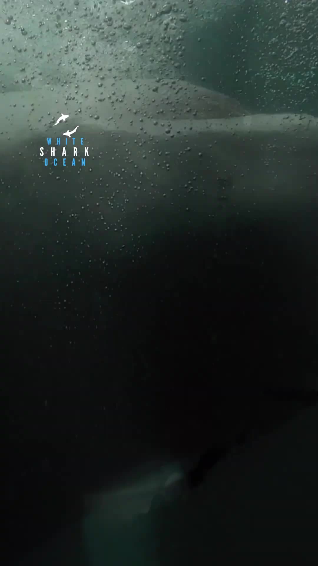 Great white shark flops over