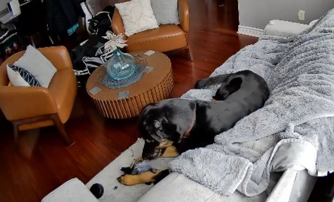 Dog sparks Ontario house fire by chewing battery-operated ski glove