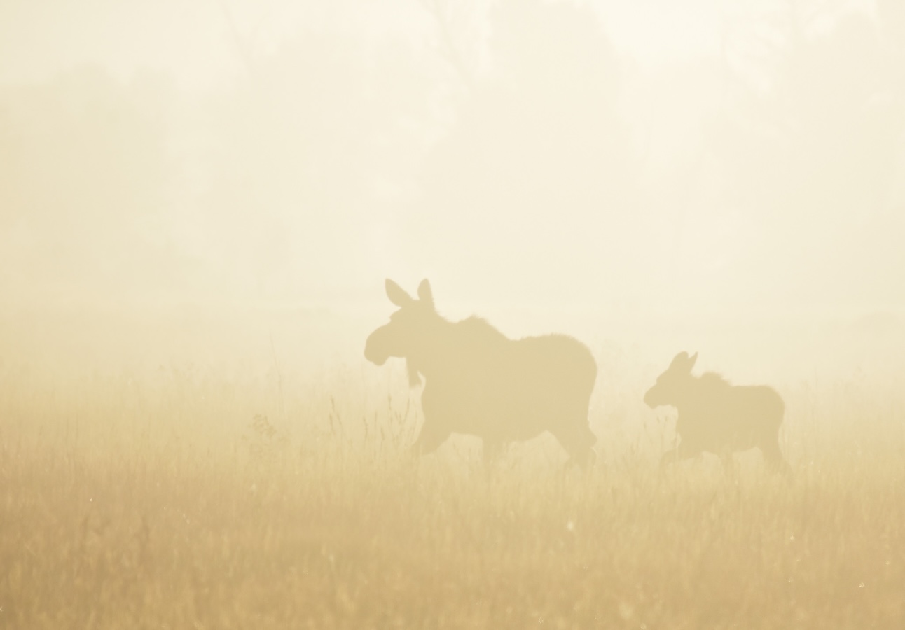 Wyoming’s Coursey leads National Wildlife Refuge System audit that’s ...
