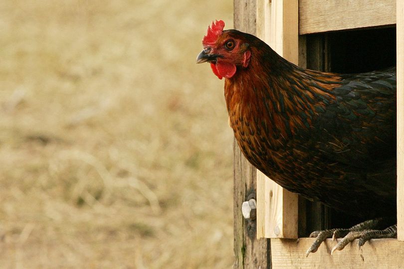 Bird flu outbreak confirmed in Nottinghamshire as 1.8-mile protection ...